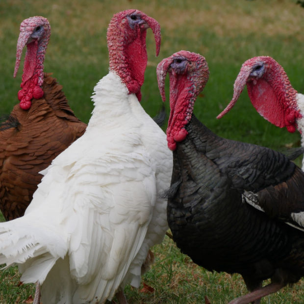 Free Range Turkeys
