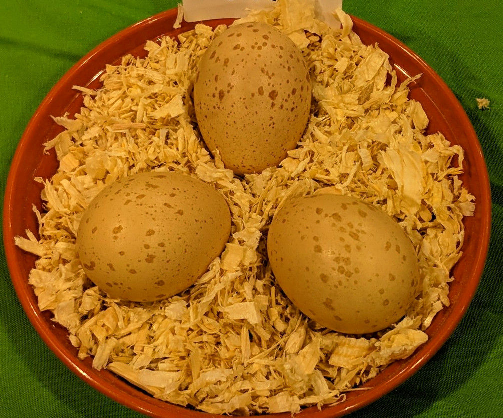 Raising show turkeys.